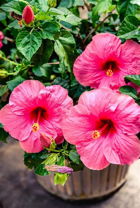 Cuidado Del Hibiscus En Maceta Consejos Y Recomendaciones