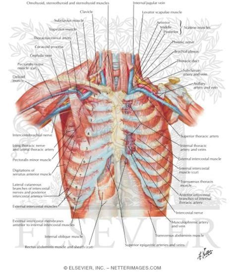Anterior Thoracic Wall Anterior Wall Of Thorax