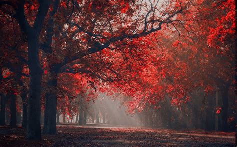 Hintergrundbilder Sonnenlicht Bäume Landschaft Wald fallen