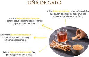 Las bondades medicinales de la uña de gato UNAH ALDIA