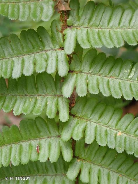 Dryopteris Affinis Lowe Fraser Jenk 1979 S L Nom Cons Prop