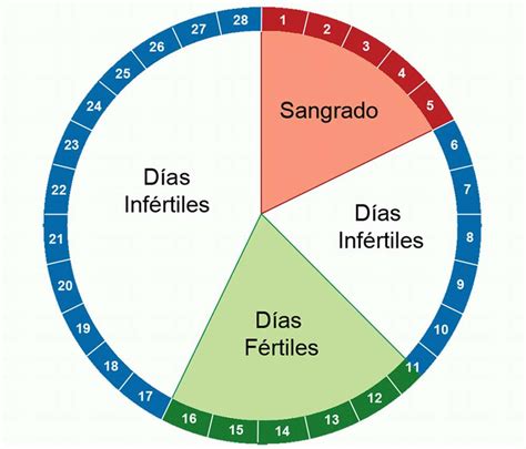 Como Se Calcula El Ciclo Menstrual De 28 Dias Printable Templates Free