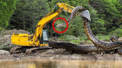 Largest Anaconda Snake Ever Found
