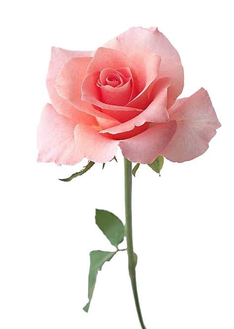 花瓣