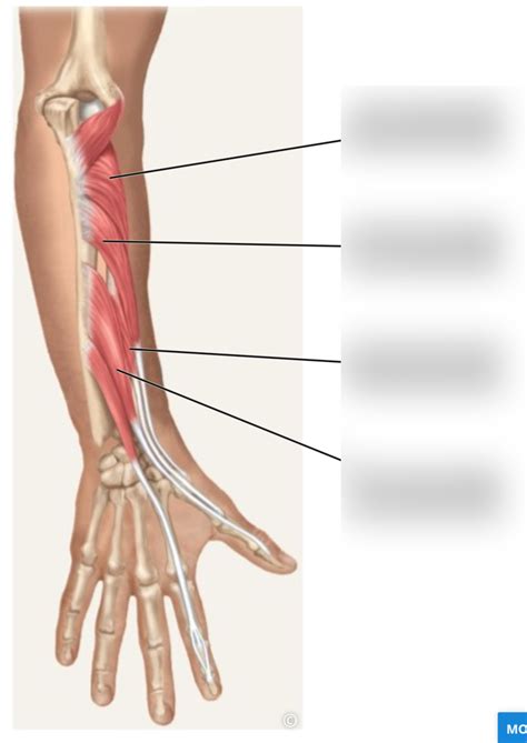 Deep Posterior Forearm Muscle Id On Diagram Diagram Quizlet