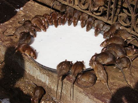 Amazing Rat Temple Deshnok Karni Mata Temple Where Rats Rule At