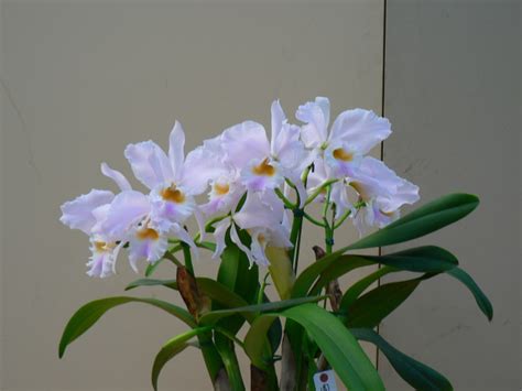 咲くやこの花館館長賞