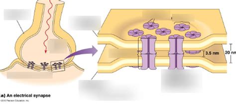 Electrical Synapse Diagram Quizlet