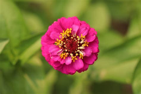 Zinnia Bloem Roze Gratis Foto Op Pixabay Pixabay