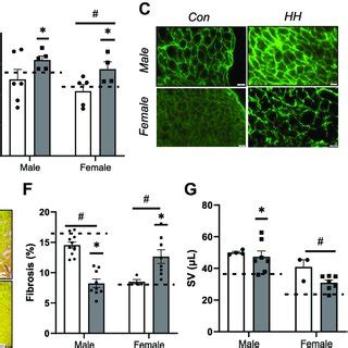 Right Ventricular RV Function In Adult Cardiomyocyte Specific