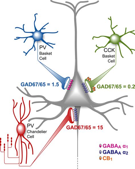 Perisomatic Inhibition And Cortical Circuit Dysfunction In