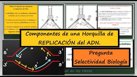 Replicación del ADN Horquilla de Replicación Pregunta Examen