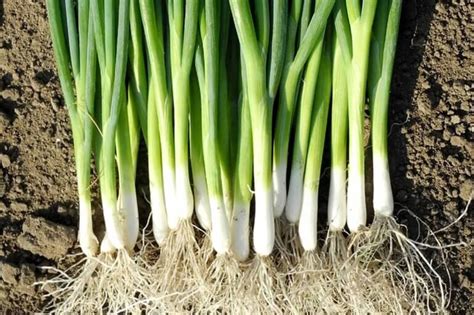 9 légumes à semer en hiver pour des récoltes précoces au printemps
