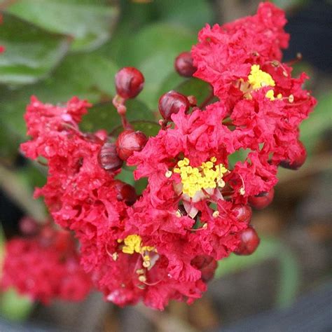 Zellajake Semillas De Flores Raras Lagerstroemia Indica Semillas