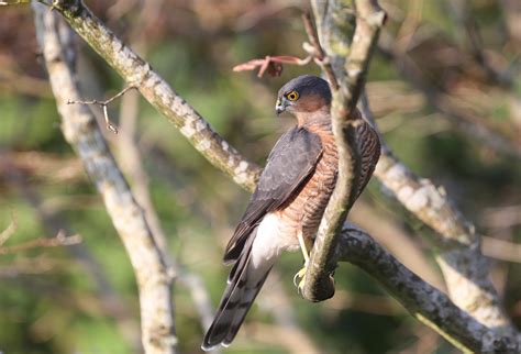 Sparrowhawk Male Sparrowhawk Male Iom Uk Bill Schofield