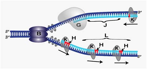 Transparent Dna Png Transparent Blank Dna Replication Diagram Png