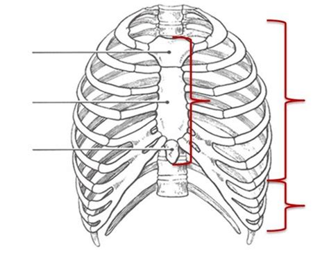 Bony Thorax Diagram Quizlet