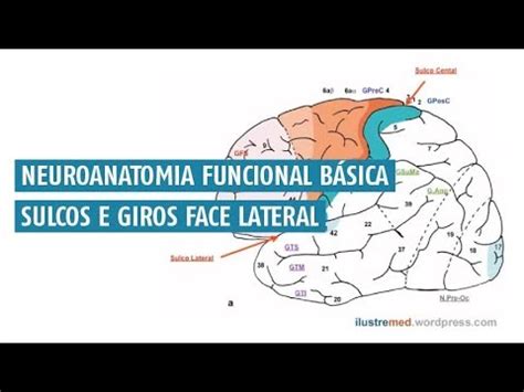 O que são os giros e sulcos Neuroanatomia Funcional Básica Sulcos e