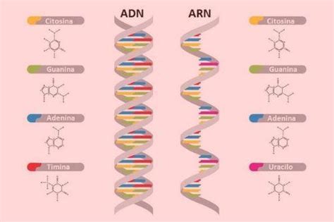Cuál es la estructura del ADN y ARN Dibujar a mano Brainly lat