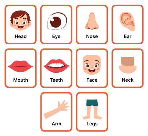 Body Parts In English Las Partes Del Cuerpo En Ingles Vocabulario Para