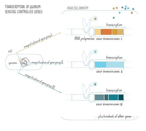bacterial quorum sensing