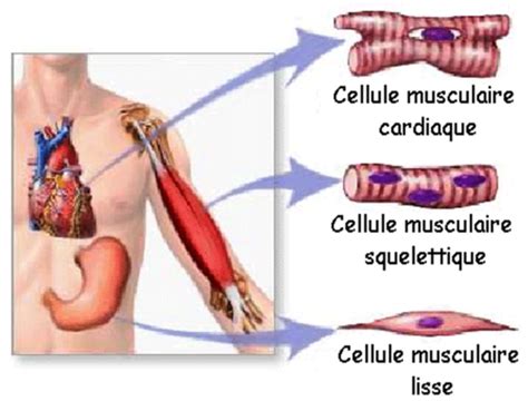 UE3 Physiologie Et Structure Musculaire 1 Cartes Quizlet