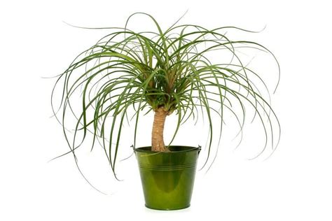 7 plantas ideales para un jardín estilo desértico The Home Depot Blog