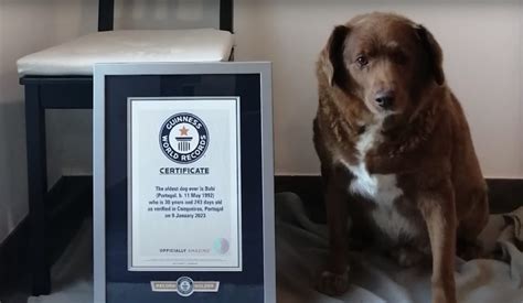 Lomito treintañero Conoce a Bobi el perrito más viejo de la historia