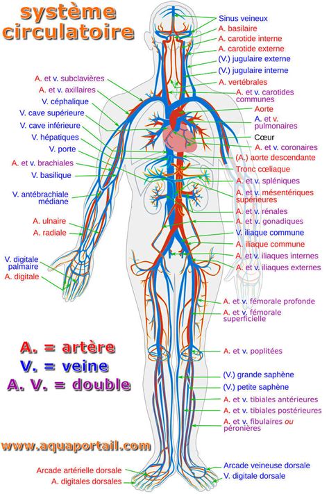 Système circulatoire définition et explications