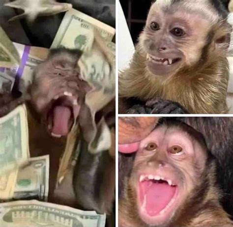 El Dinero No Da La Felicidad Yo Apenas Me Cae Un Dinerito