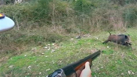 Cuál es el mejor calibre para la caza del jabalí Caza de Coto
