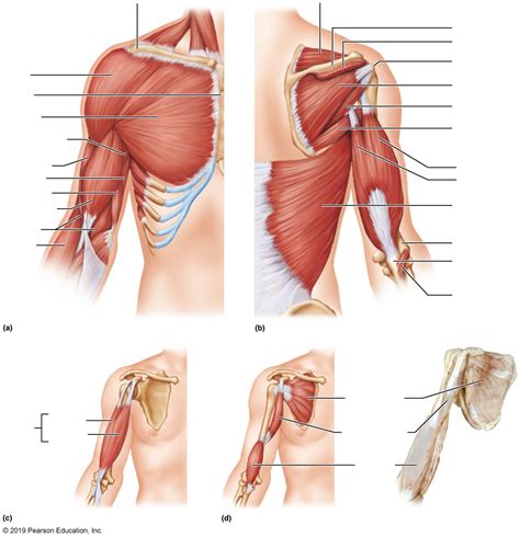 Shoulder And Upper Limb Diagram Quizlet