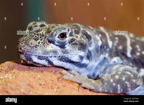 African Spiny Tailed Lizard Dabbs Mastigure Agamids Agama