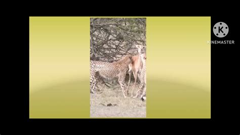 How Do Tigers Hunt Who Hunted Most Tigers How Do Tigers Hunt What