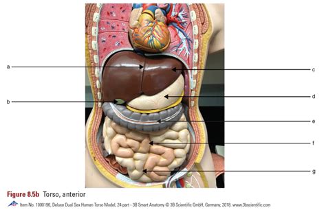 Torso Anterior Lab Diagram Quizlet