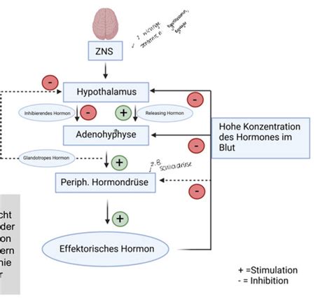 Physiologie Endokrinologie Flashcards Quizlet