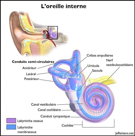 Le son comment fonctionnent louïe loreille et léquilibre