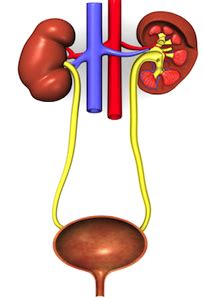 The Urinary System