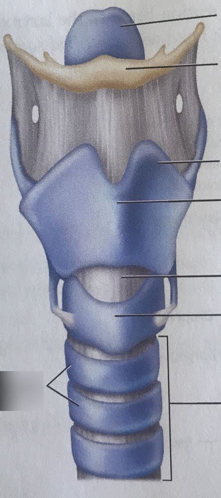 Larynx Anterior View Diagram Quizlet
