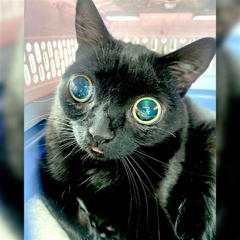 Jinx Cat With The Biggest Eyes Became Mayor Of Hell MI For A Day