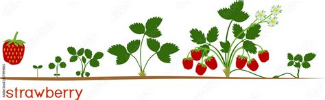 Life Cycle Of Strawberry Isolated On White Background Plant Growth