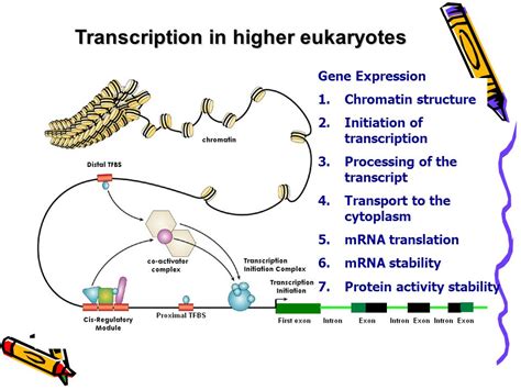Transcription Factor Binding Sites And Gene Regulatory Network Victor