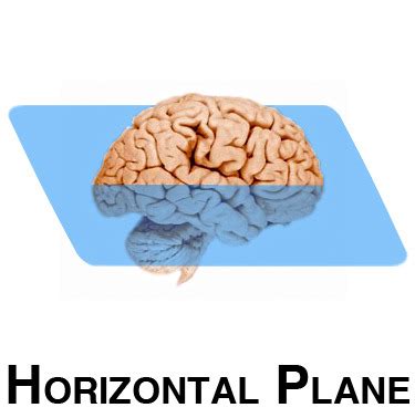 Structure Function Of The Nervous System Ch Flashcards Quizlet