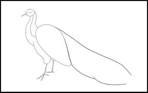 Pavo Real Dibujo Facil Pavo Real Para Dibujar Pavo Dibujo Pavoreal