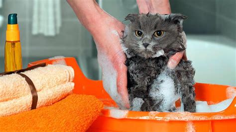 Voici à quelle fréquence les chats et les chiens doivent ils être