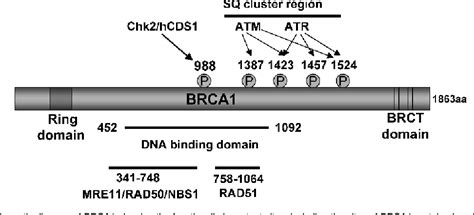 Figure 1 From The Role Of The BRCA 1 Tumor Suppressor In DNA Double