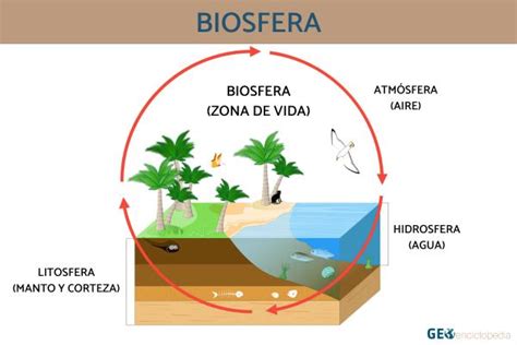 Biosfera qué es capas y ejemplos Resumen con esquemas