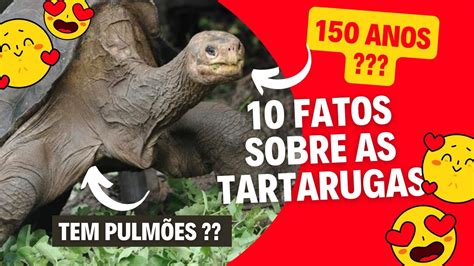 Incr Vel Fatos Sobre As Tartarugas Que Voc N O Sabia Youtube