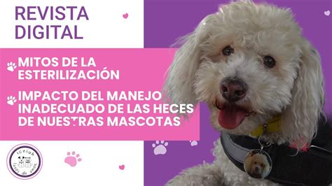 Esterilizar Es Un Acto De Amor Revista Mascotas Icniuh YouTube