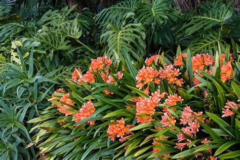Clivia Flower Meaning Best Flower Site